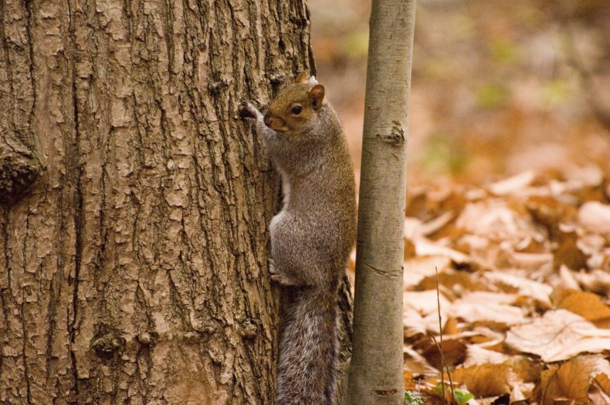 Management of grey squirrels - Forest Research
