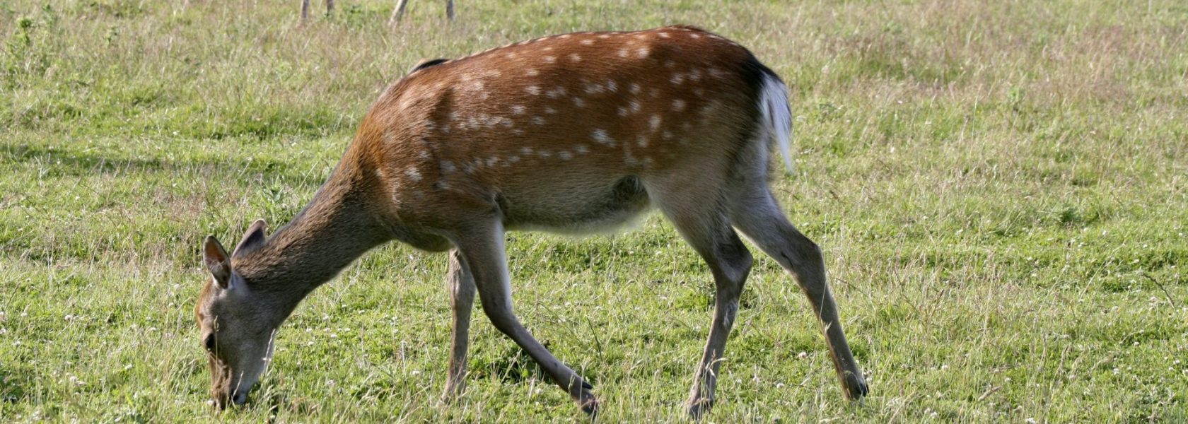 Recognising types of mammal damage to trees and woodland - Forest Research