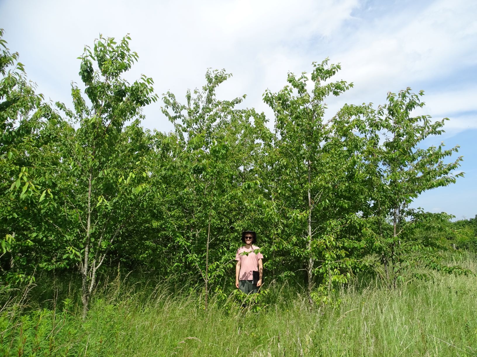 Provenance Trial at Hucking - Forest Research