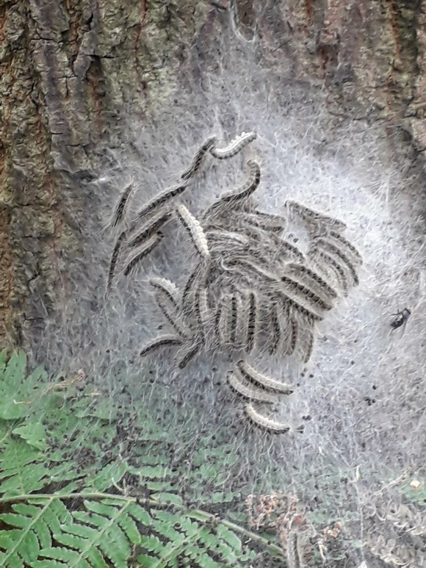 Improved early detection of oak processionary moth - Forest Research