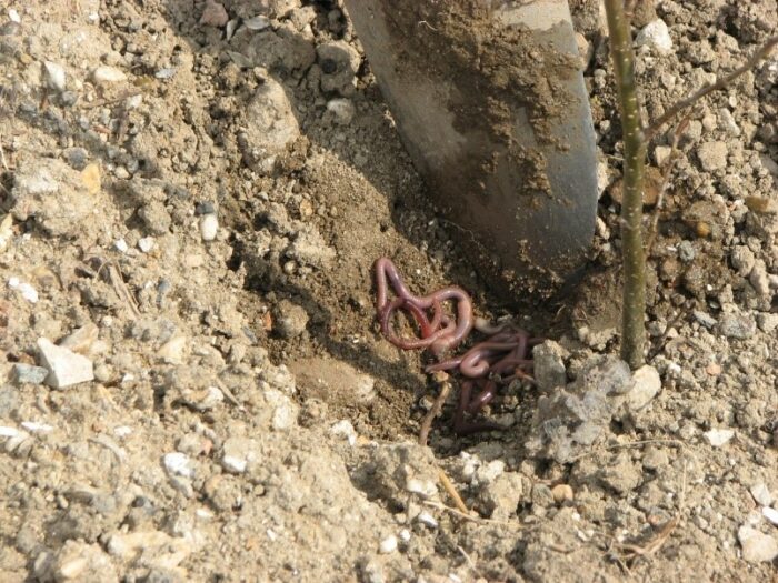 Woodland Restoration on Landfill Sites: Earthworm Activity and ...
