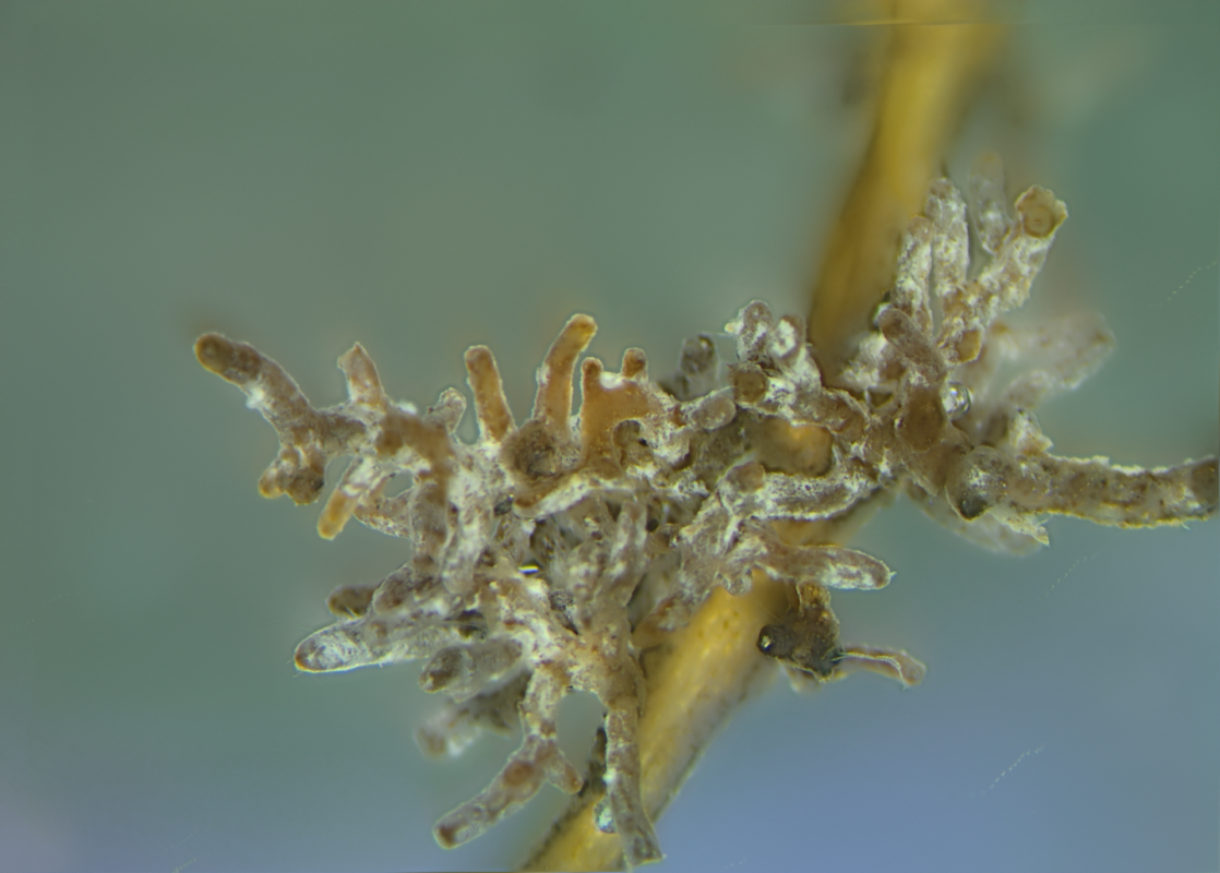 Getting to know the ‘friendly fungi’ associated with the roots of key ...