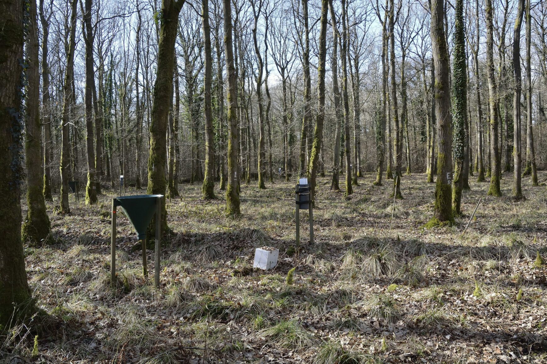 Level II Scots pine plot measurements - Forest Research