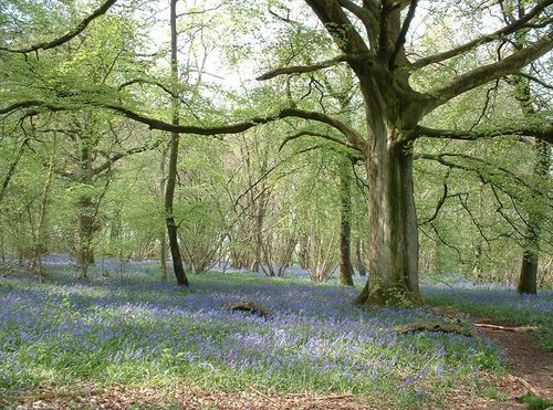 New study to predict and monitor the response of forests to drought and ...