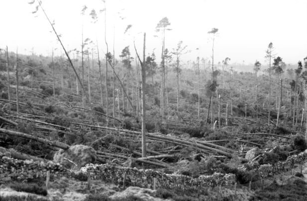 Wind and forests - the evolution of research from the 1950s to the ...