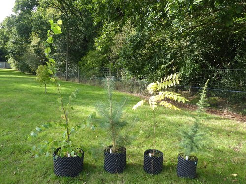 Looking to the future with centenary trees planted at Alice Holt Lodge ...