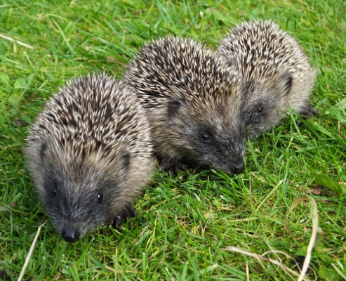 Research identifies worst areas for hedgehog road deaths - Forest Research