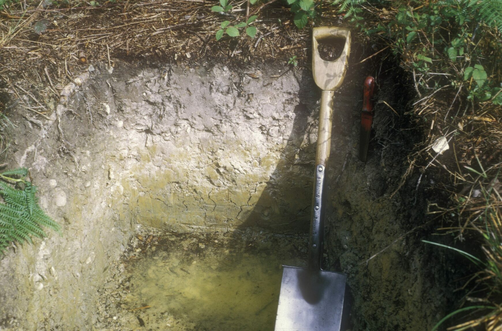The difference in roots traits under different tree species as ...