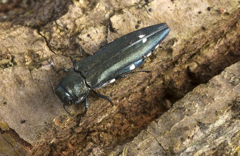 Forest Research wins funding for collaborative research into oak tree ...