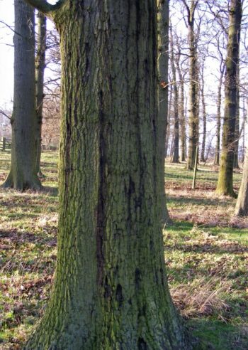 Acute oak decline research provides fresh insights into oak tree ...