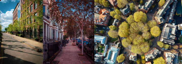 Public Perceptions of Urban Trees - Forest Research