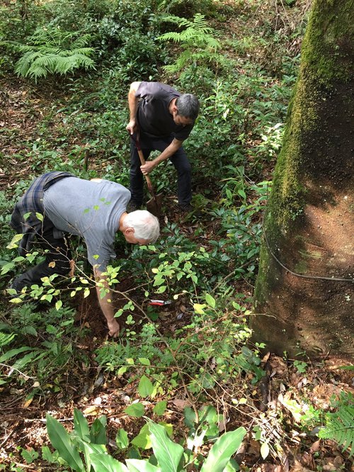 Research reveals the origins of destructive tree pathogen, Phytophthora ...