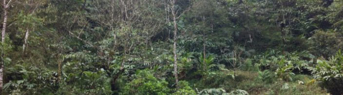 Research reveals the origins of destructive tree pathogen, Phytophthora ...