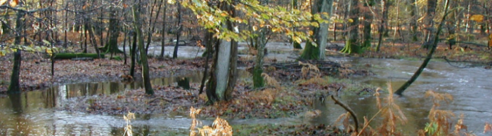 What role do forests play for natural flood management in the UK ...