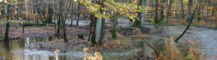 What role do forests play for natural flood management in the UK ...