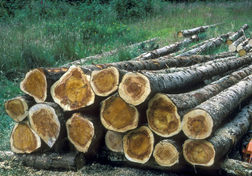 Factsheet: Climate change and tree diseases - Forest Research