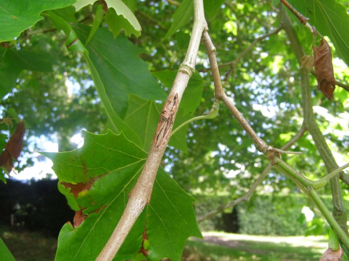 Homepage - Forest Research