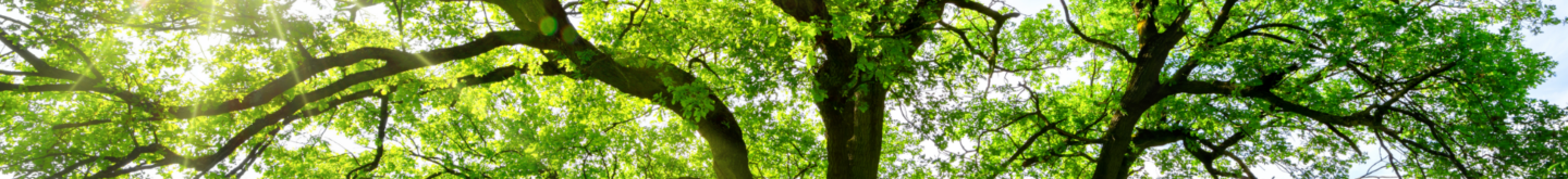 Forestry Tree Health Resources Forest Research