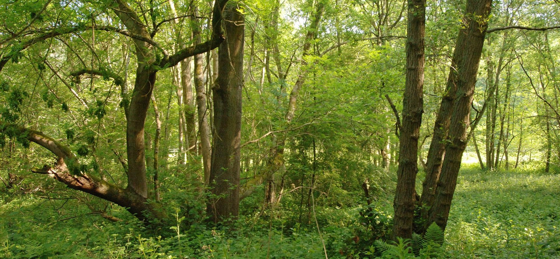 New evidence to inform woodland creation for climate change mitigation ...