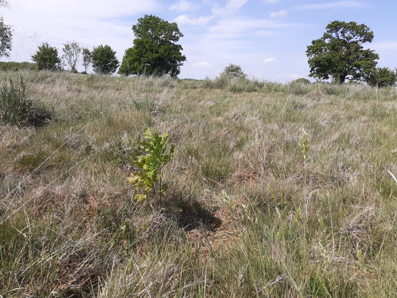 natural colonisation as a strategy for woodland creation and expansion ...