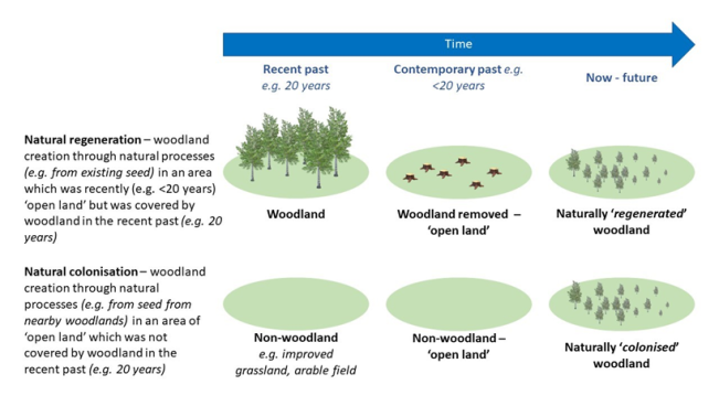 natural colonisation as a strategy for woodland creation and expansion ...