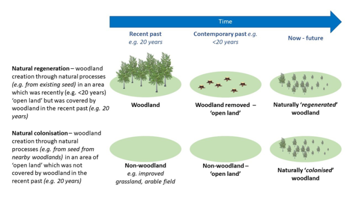 natural colonisation as a strategy for woodland creation and expansion ...