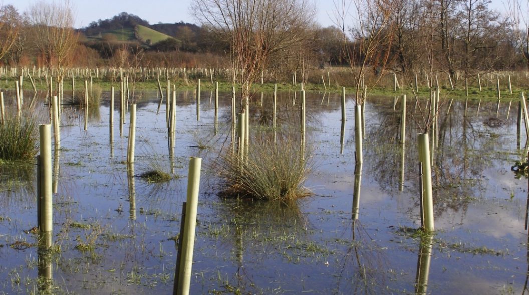 5-step adaptation framework - Forest Research