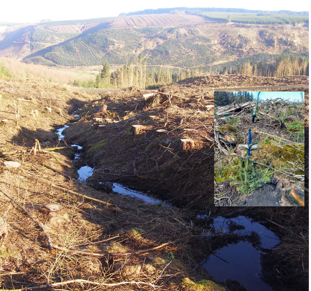 Acetamiprid used to prevent Hylobius abietis damaging young trees poses ...