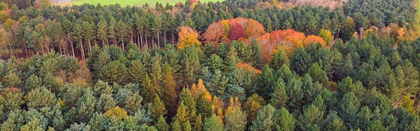 Creating mixed species stands - Forest Research