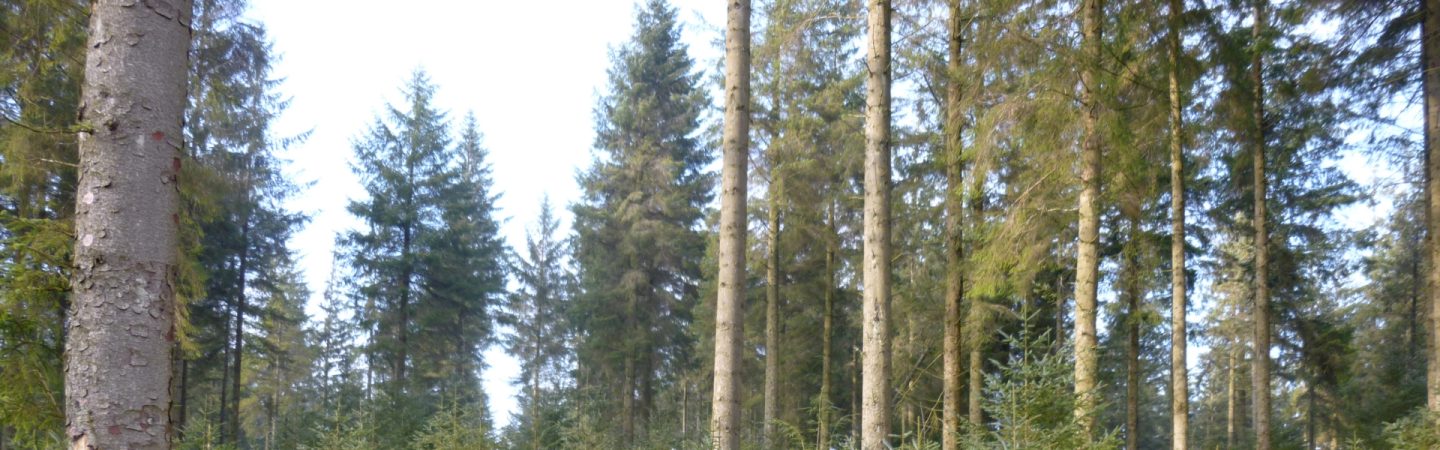 Using natural regeneration - Forest Research