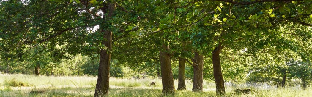 Choosing tree provenance - Forest Research