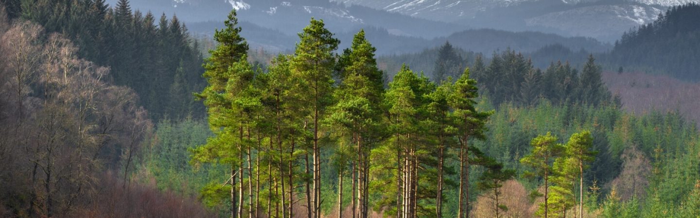 Tree species diversity - Forest Research