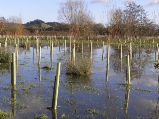 Climate change - Forest Research