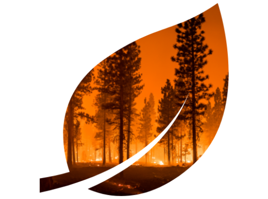 Wildfire - Forest Research
