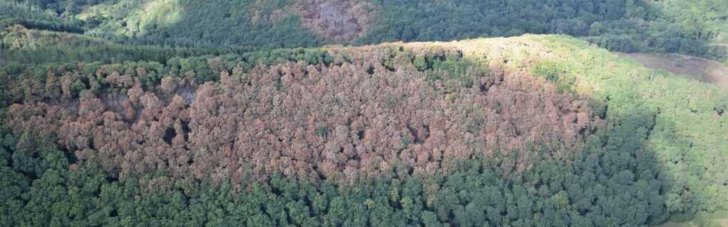 Risks - Forest Research