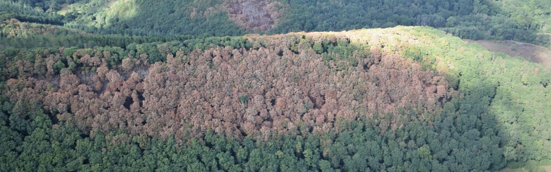 Drought - Forest Research