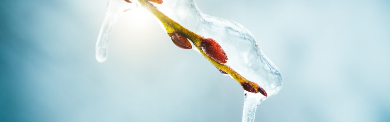 Frost - Forest Research