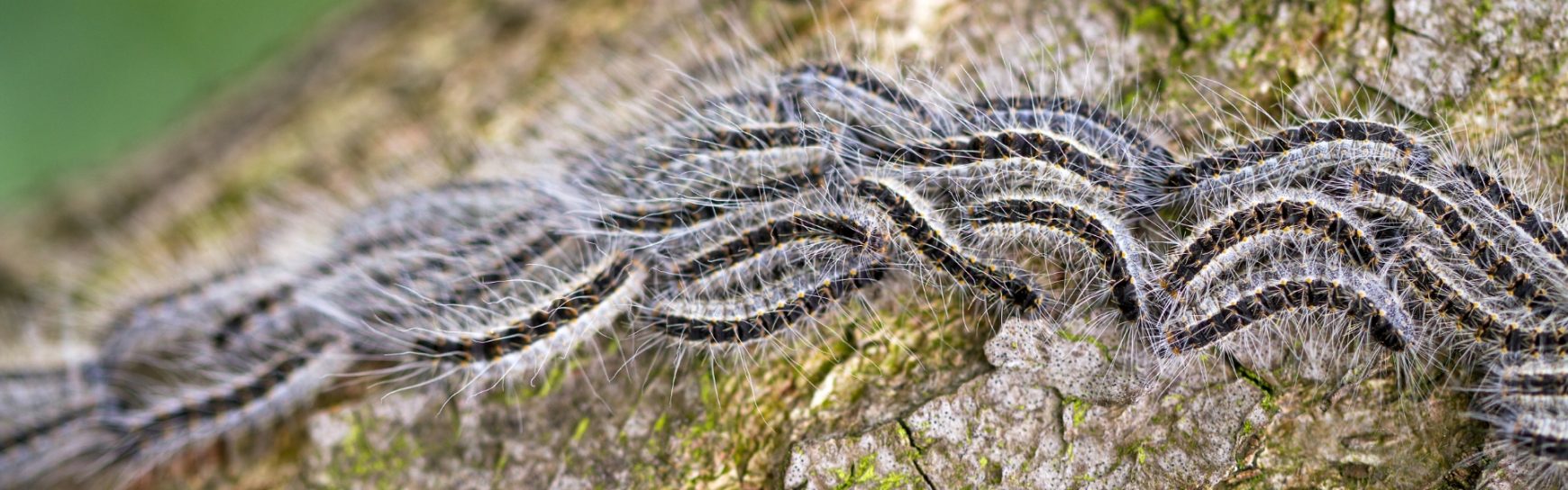 Pests & Diseases - Forest Research