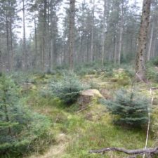 Using natural regeneration - Forest Research