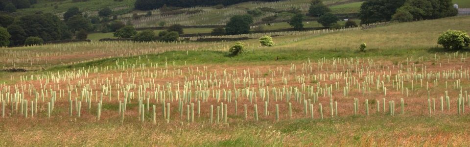 Mitigation Forest Research