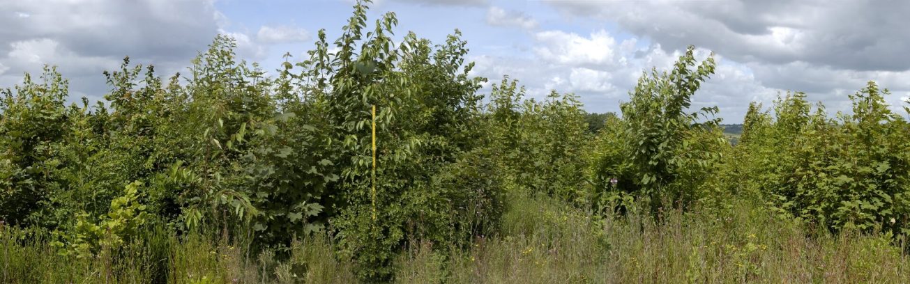 Establishment & management - Forest Research