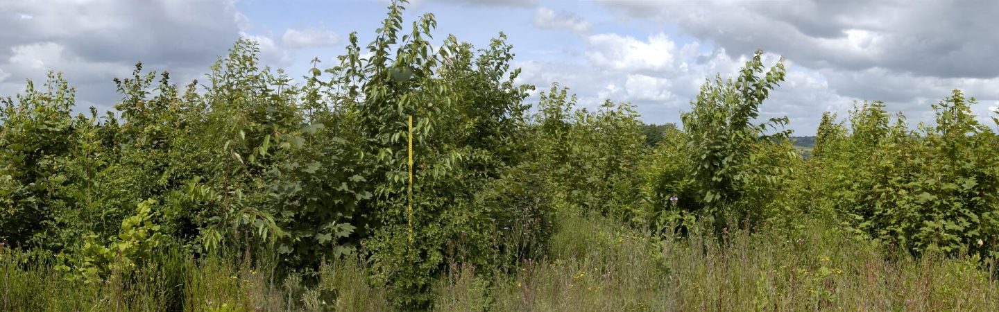 Adaptation Measures - Forest Research