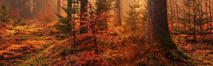 Funding & support - Forest Research