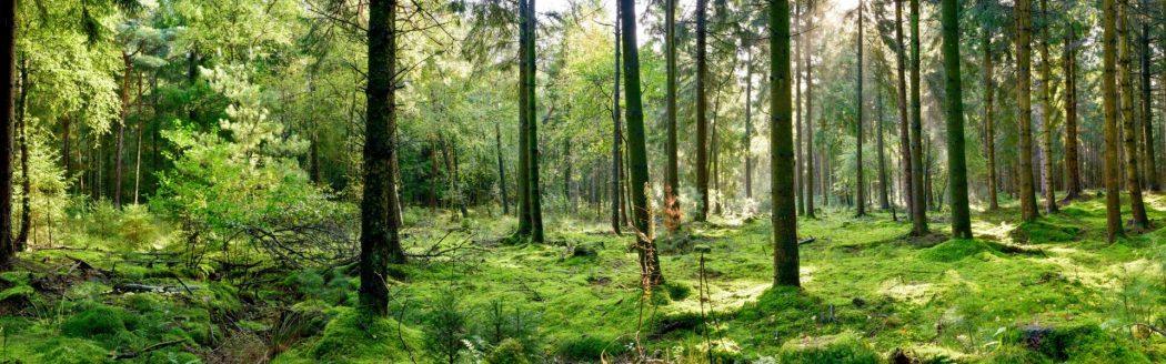 New to woodland management - Forest Research