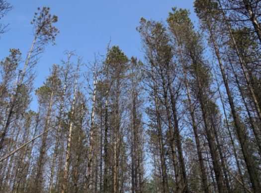 Carrying out thinning operations - Forest Research