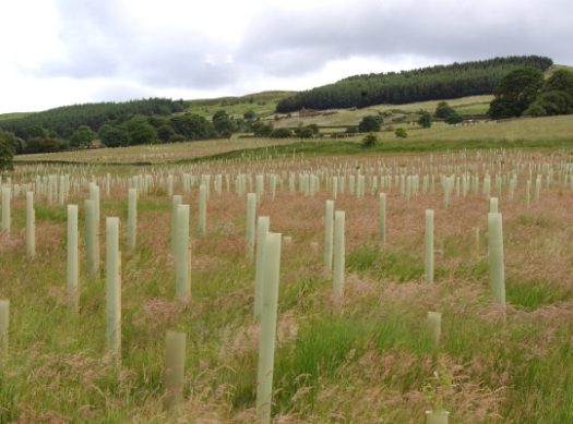 Choosing tree provenance - Forest Research