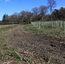 Choosing tree provenance - Forest Research