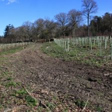 Choosing tree provenance - Forest Research