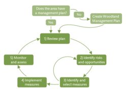 Considering forest and woodland design - Forest Research