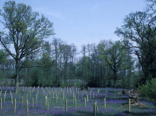 Considering forest and woodland design - Forest Research